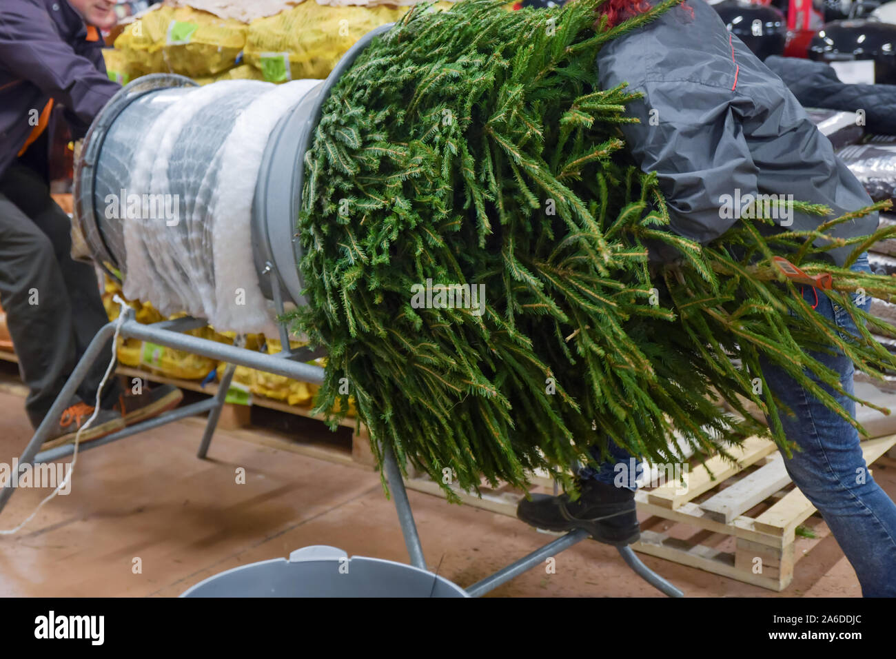 Salesman being wrapped up a Christmas tree packed in a plastic net ...