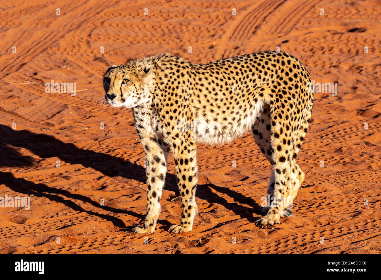 The famous cheetah (Acinonyx jubatus) of Namibia Stock Photo - Alamy