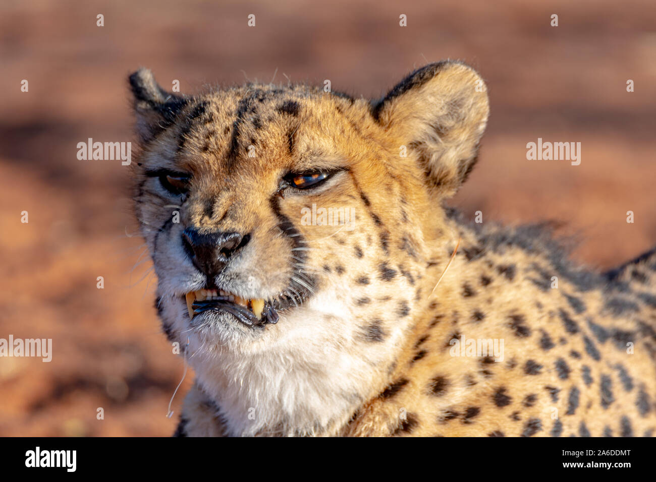 The famous cheetah (Acinonyx jubatus) of Namibia Stock Photo - Alamy