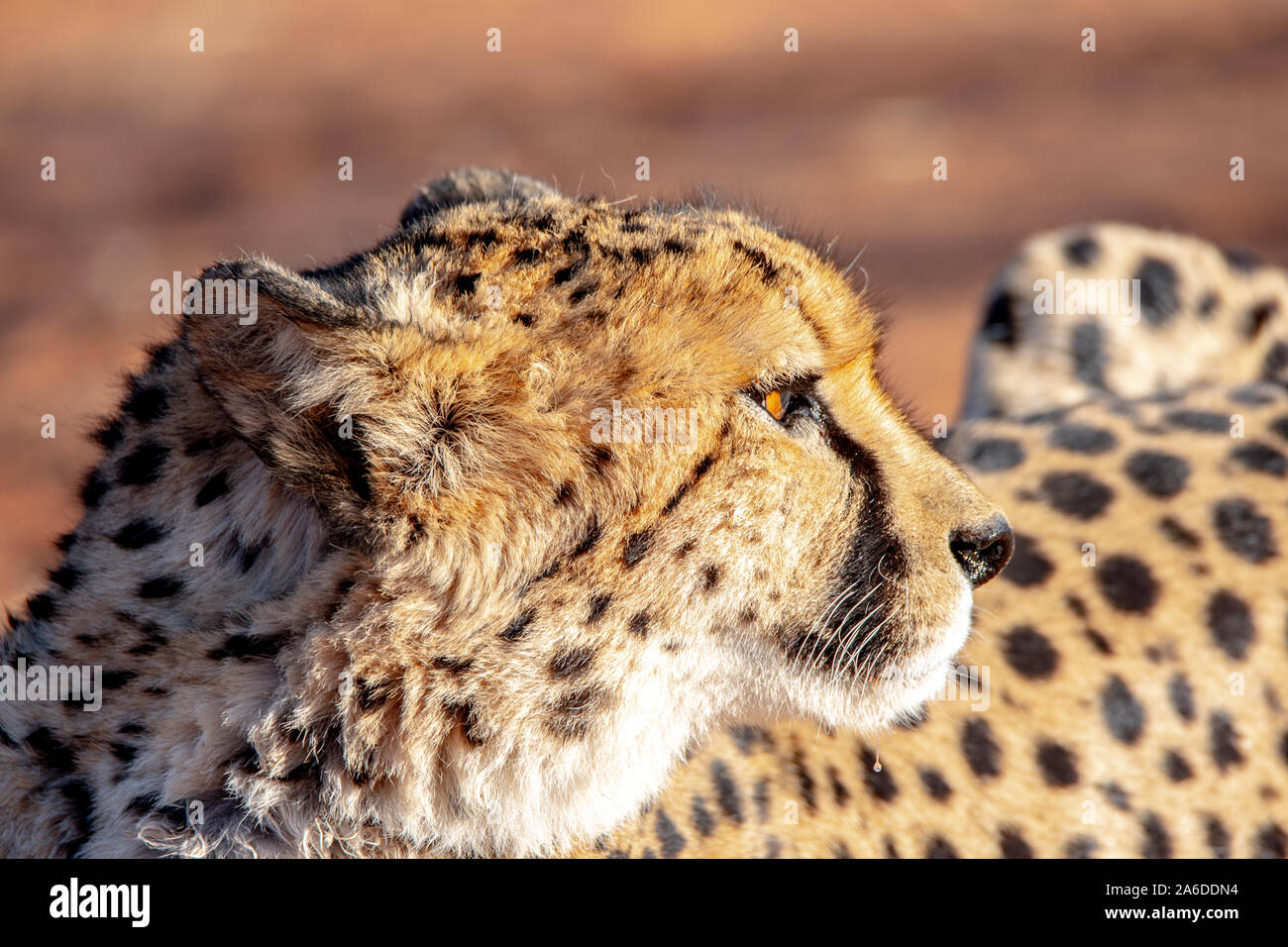 The famous cheetah (Acinonyx jubatus) of Namibia Stock Photo - Alamy
