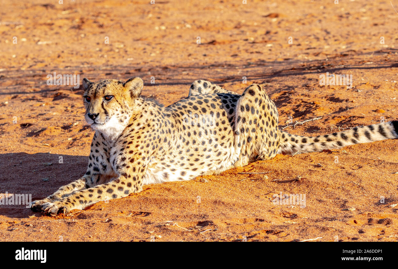The famous cheetah (Acinonyx jubatus) of Namibia Stock Photo - Alamy