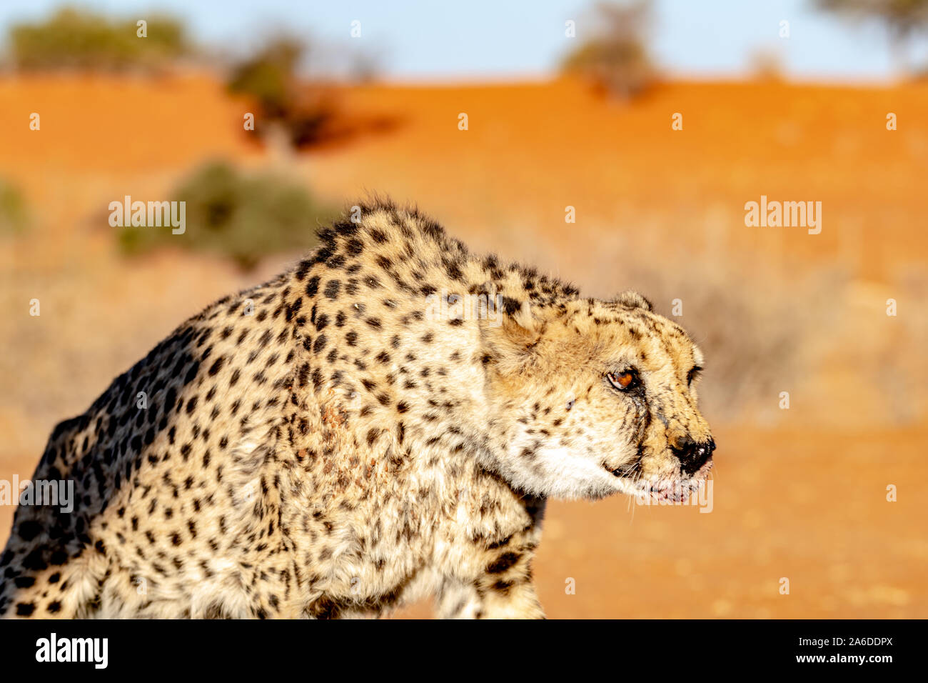 The famous cheetah (Acinonyx jubatus) of Namibia Stock Photo - Alamy