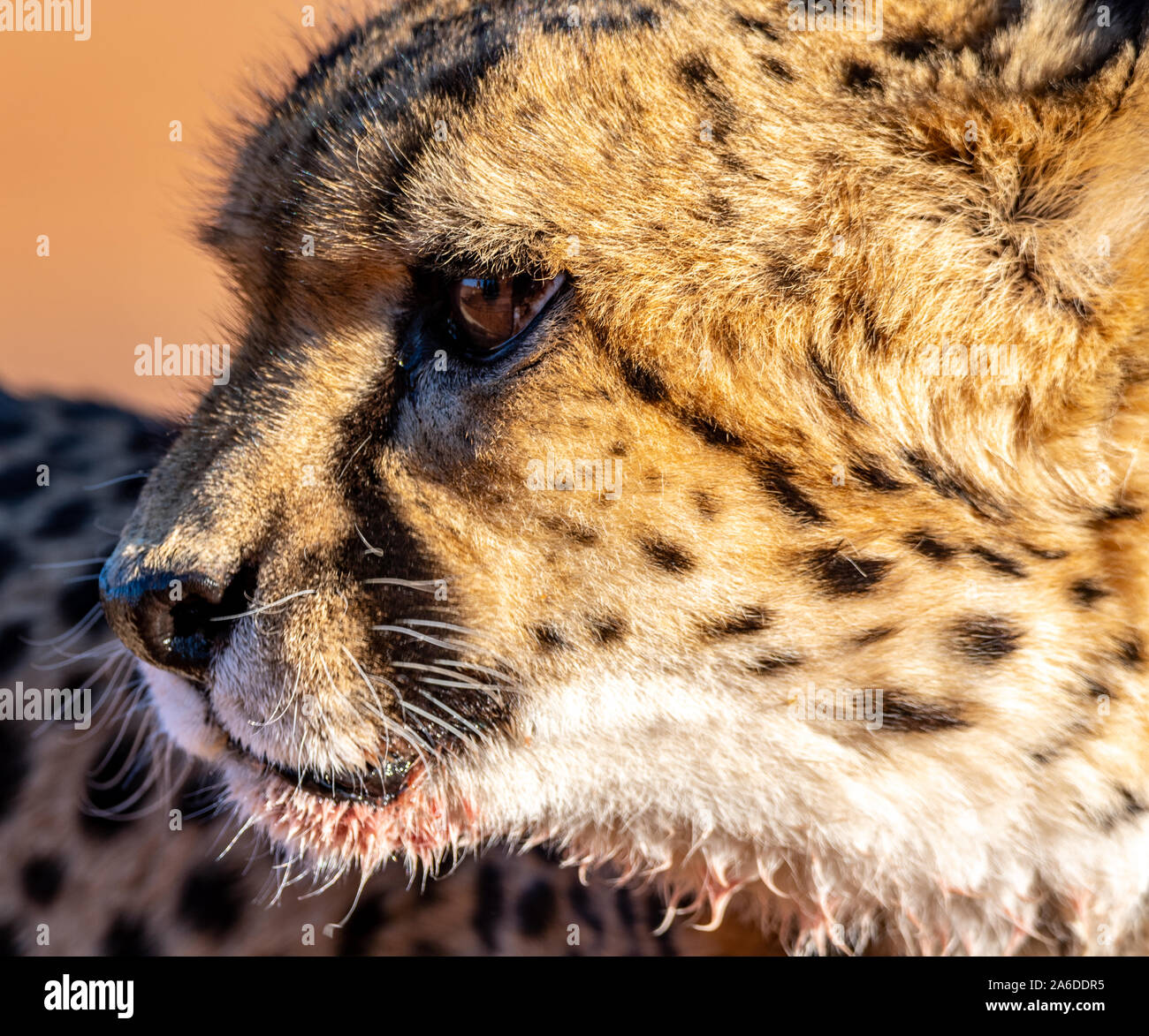 The famous cheetah (Acinonyx jubatus) of Namibia Stock Photo - Alamy