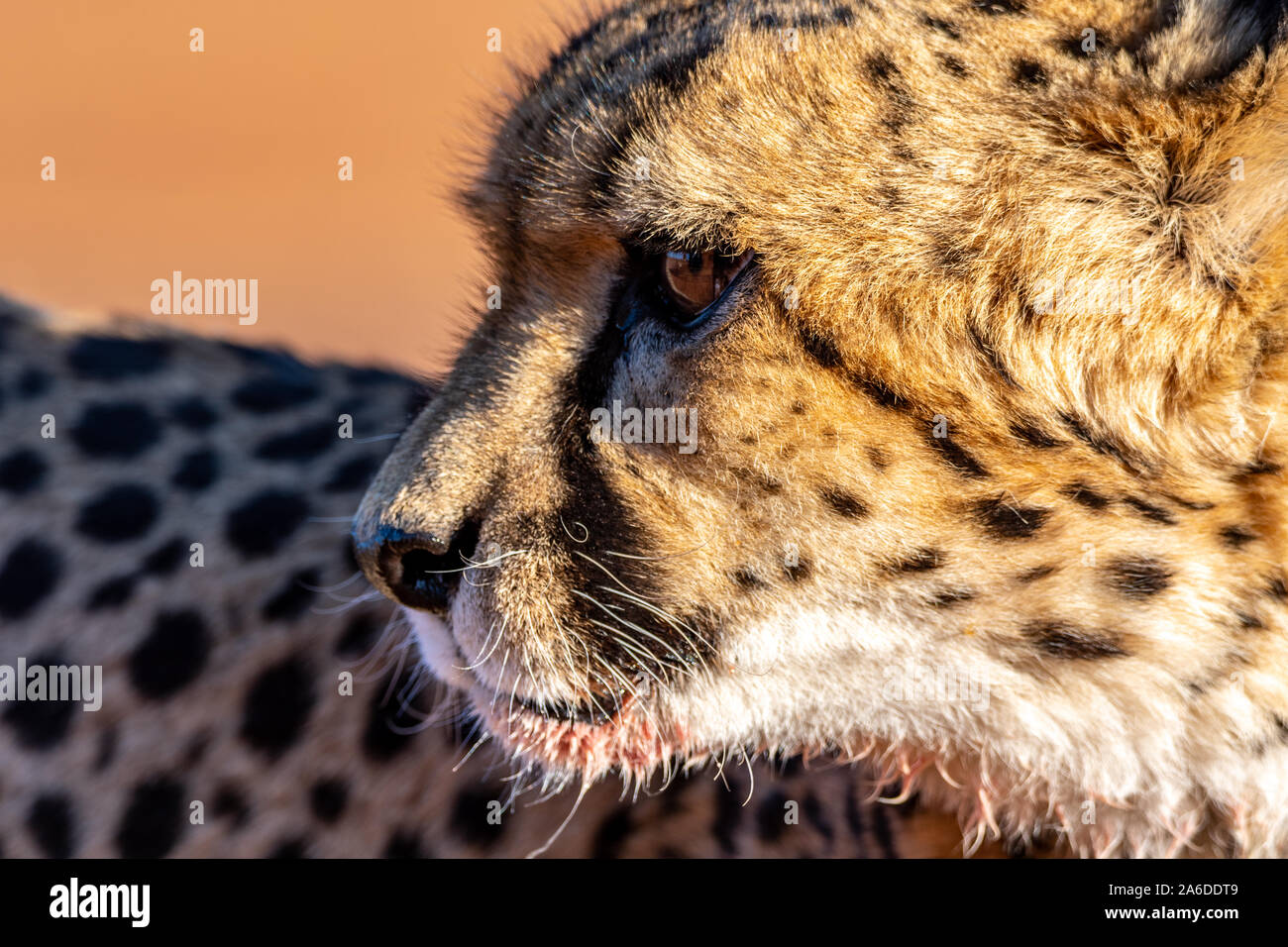 The famous cheetah (Acinonyx jubatus) of Namibia Stock Photo - Alamy