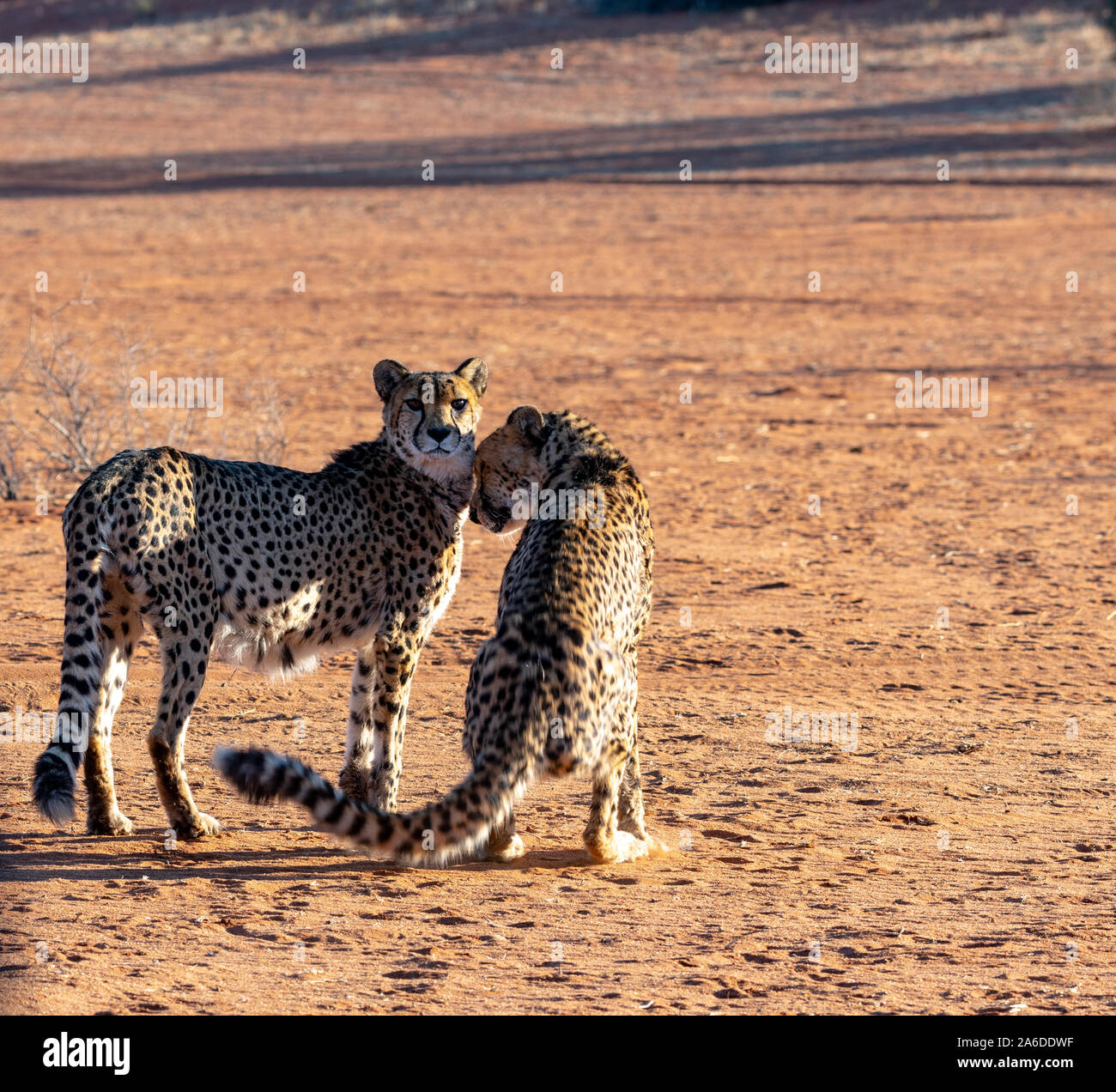 The famous cheetah (Acinonyx jubatus) of Namibia Stock Photo - Alamy