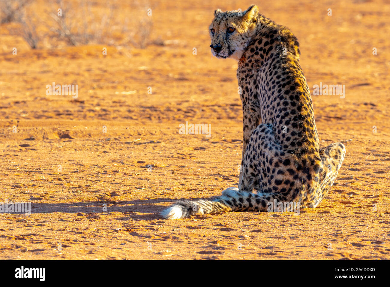 The famous cheetah (Acinonyx jubatus) of Namibia Stock Photo - Alamy