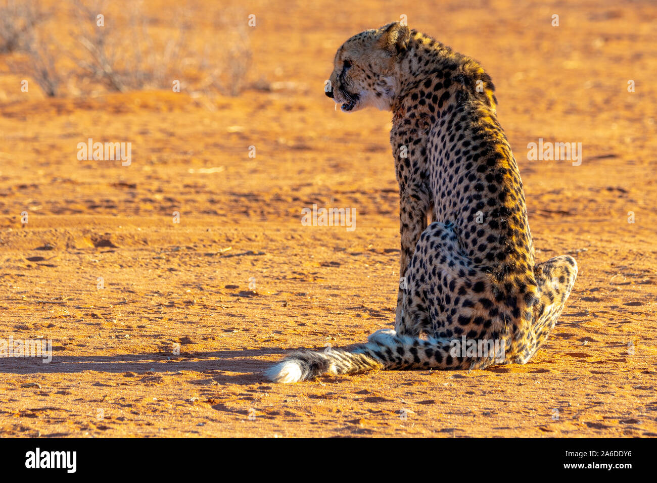 The famous cheetah (Acinonyx jubatus) of Namibia Stock Photo - Alamy