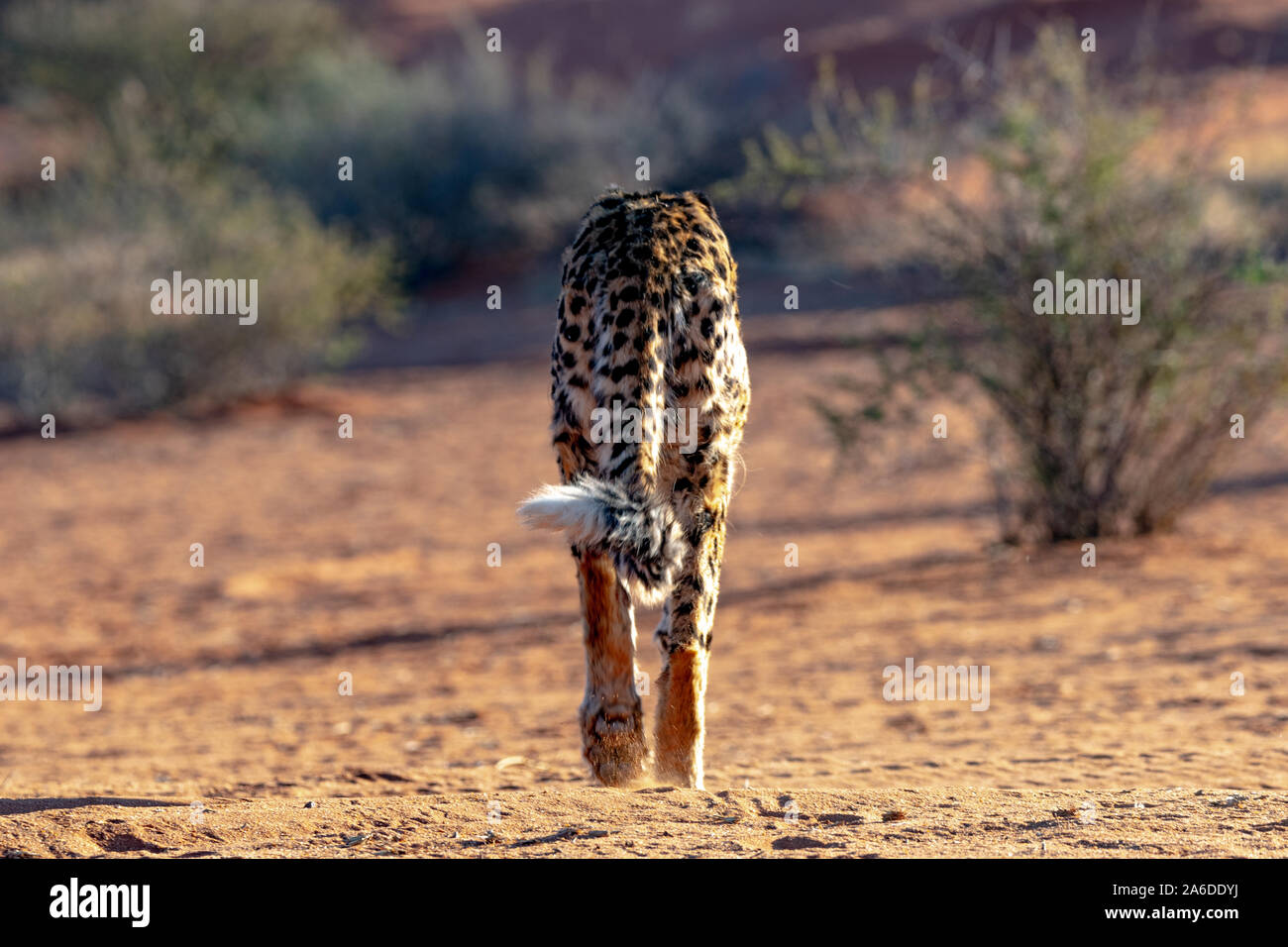The famous cheetah (Acinonyx jubatus) of Namibia Stock Photo - Alamy