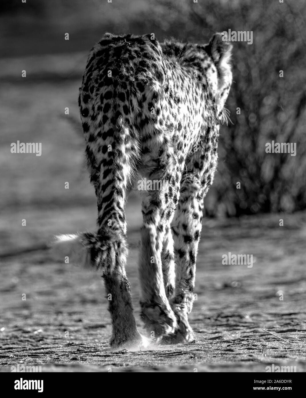 The famous cheetah (Acinonyx jubatus) of Namibia Stock Photo - Alamy