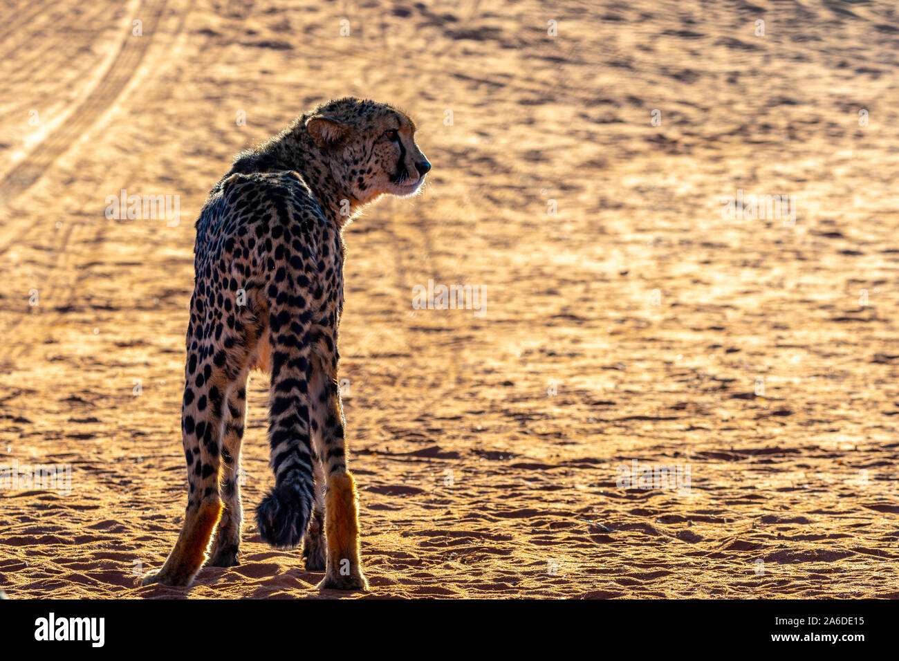 The famous cheetah (Acinonyx jubatus) of Namibia Stock Photo - Alamy