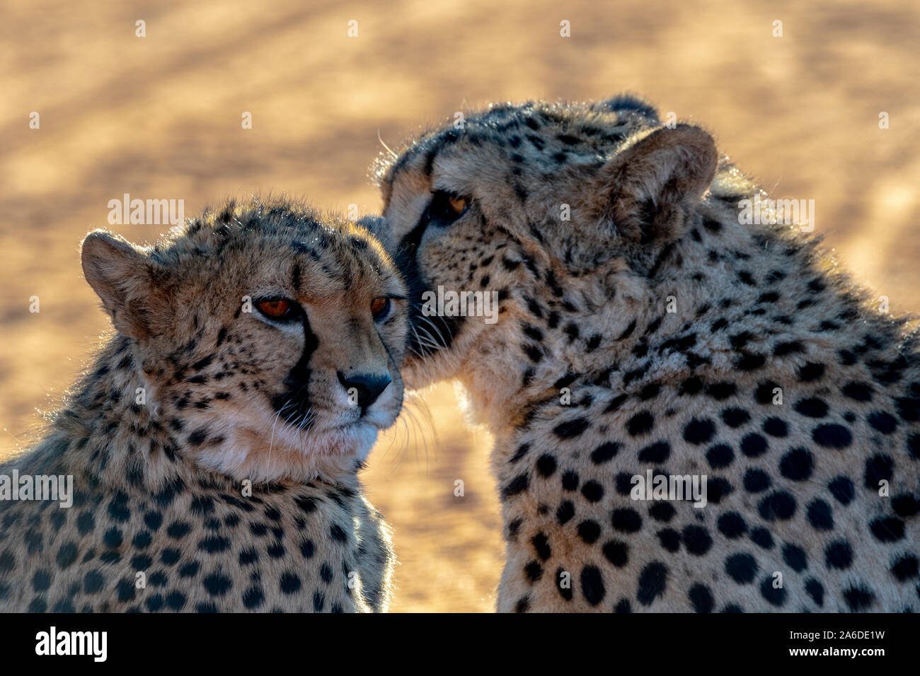The famous cheetah (Acinonyx jubatus) of Namibia Stock Photo - Alamy