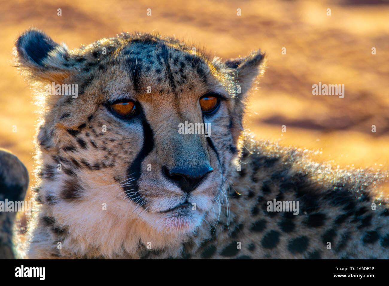 The famous cheetah (Acinonyx jubatus) of Namibia Stock Photo - Alamy