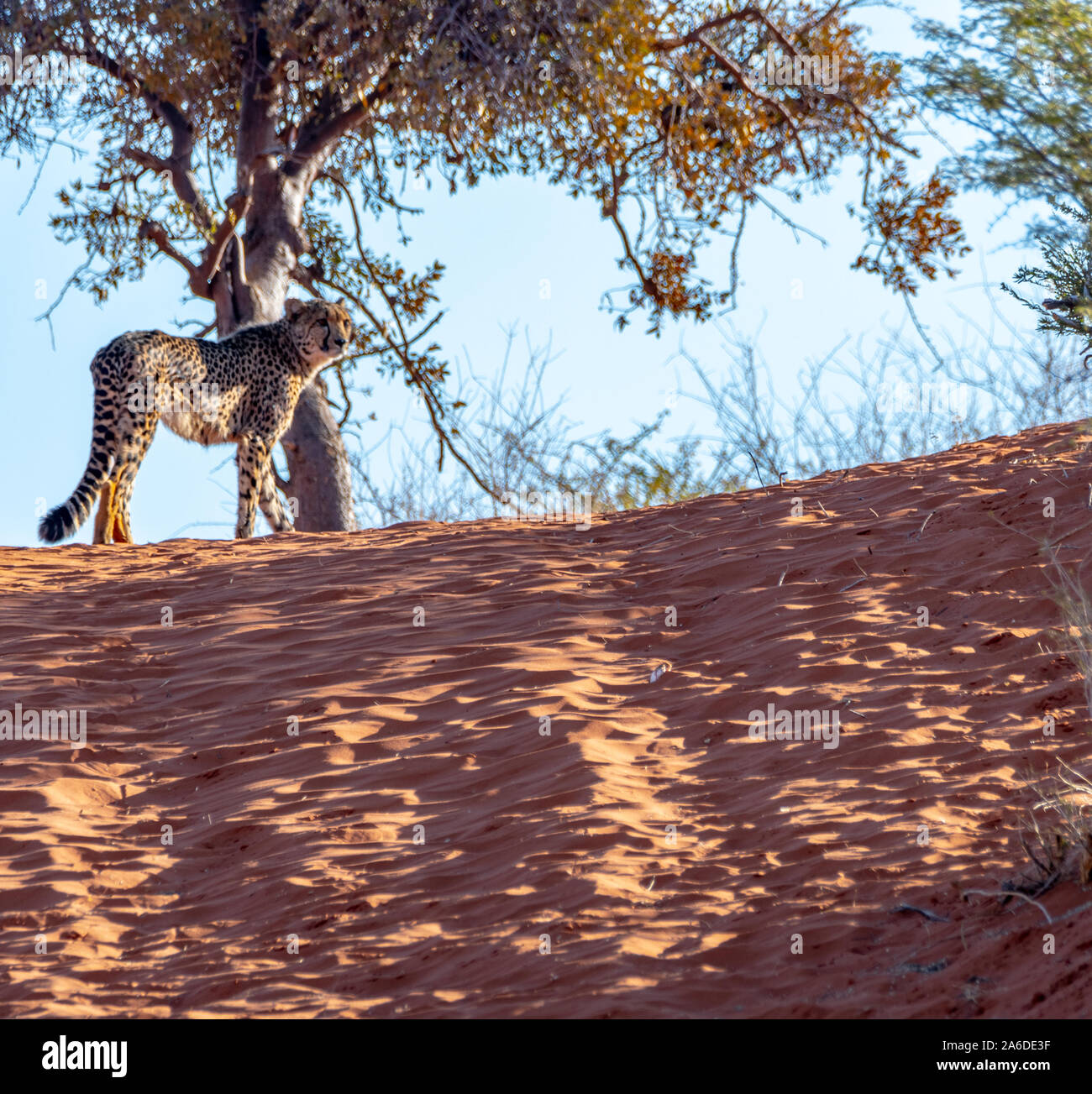 The famous cheetah (Acinonyx jubatus) of Namibia Stock Photo - Alamy