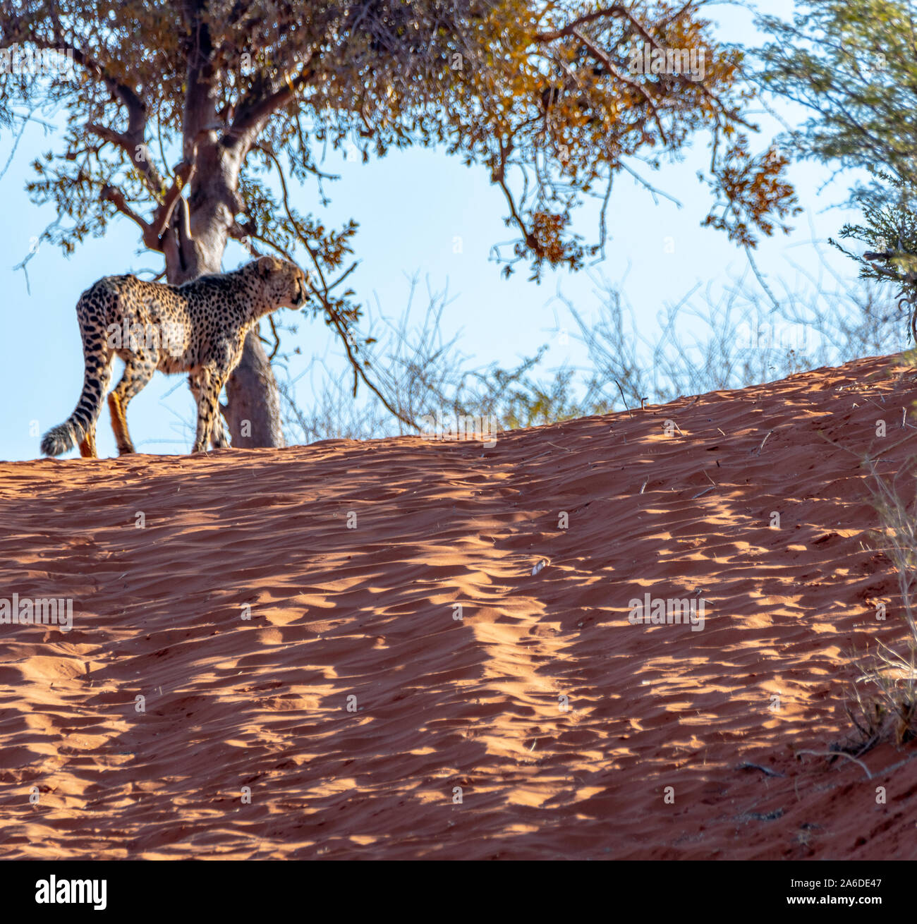 The famous cheetah (Acinonyx jubatus) of Namibia Stock Photo - Alamy