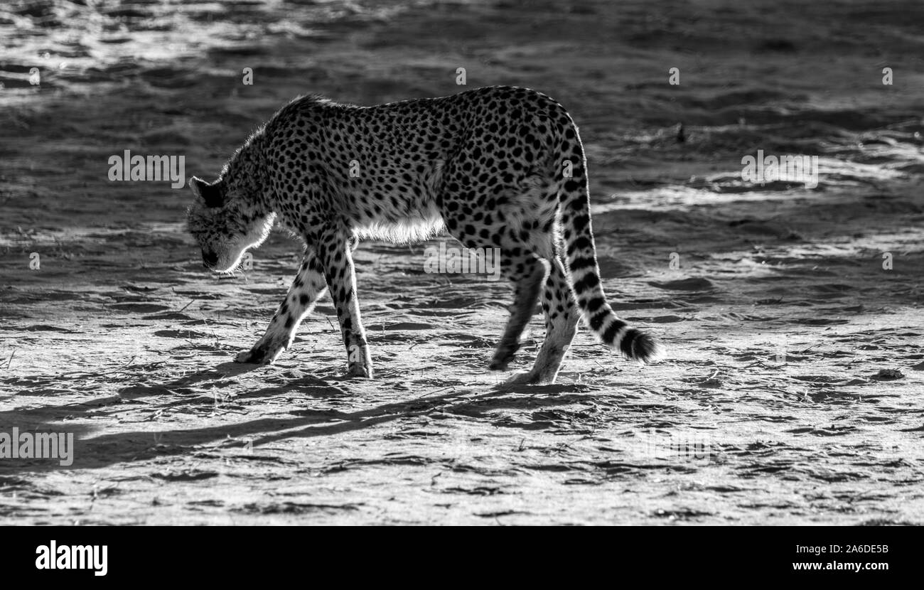 The famous cheetah (Acinonyx jubatus) of Namibia Stock Photo - Alamy