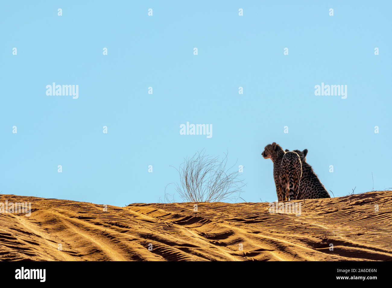 The famous cheetah (Acinonyx jubatus) of Namibia Stock Photo - Alamy