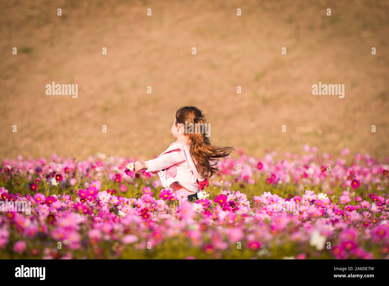 Little girl playing and running on a cosmos flower field Stock Photo ...