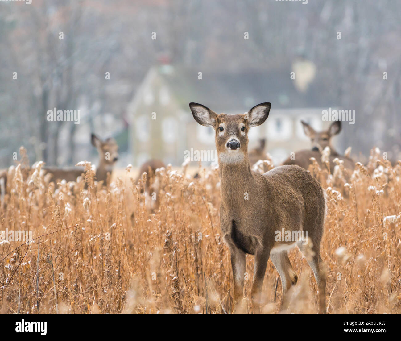 Deer herd odocoileus animal animals hi-res stock photography and images ...