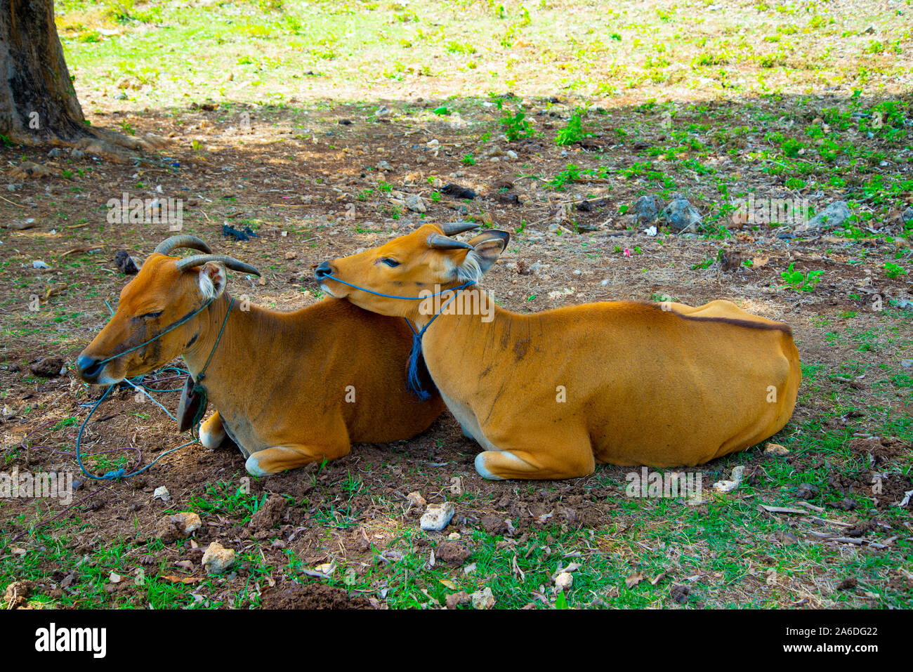 Indonesia cow hi-res stock photography and images - Alamy