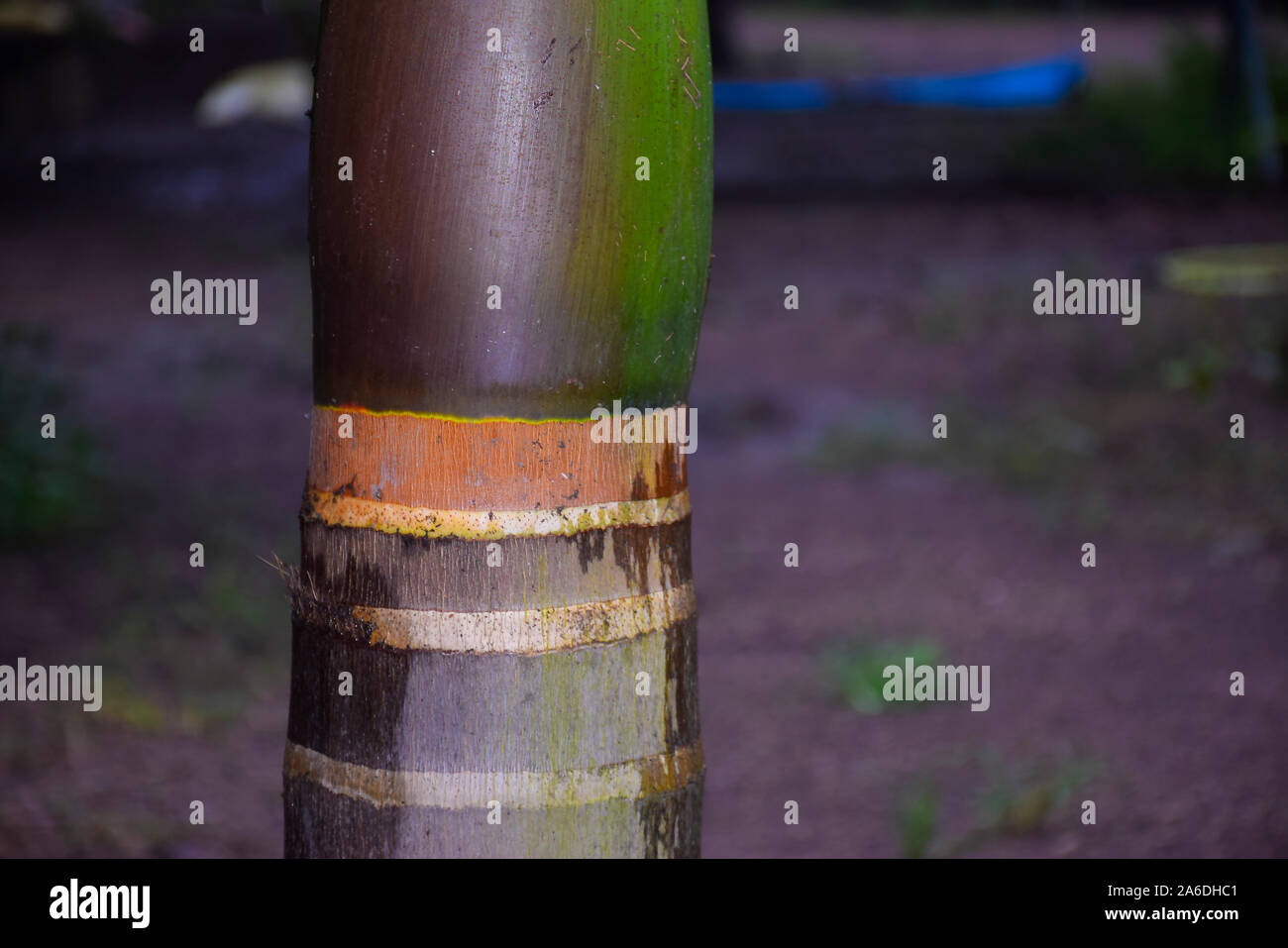 colorful trunk of coconut tree with blur ground Stock Photo - Alamy