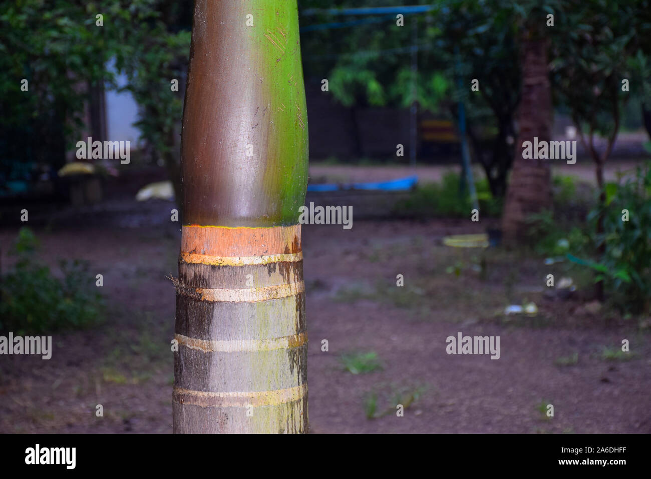 colorful trunk of coconut tree with blur ground Stock Photo - Alamy