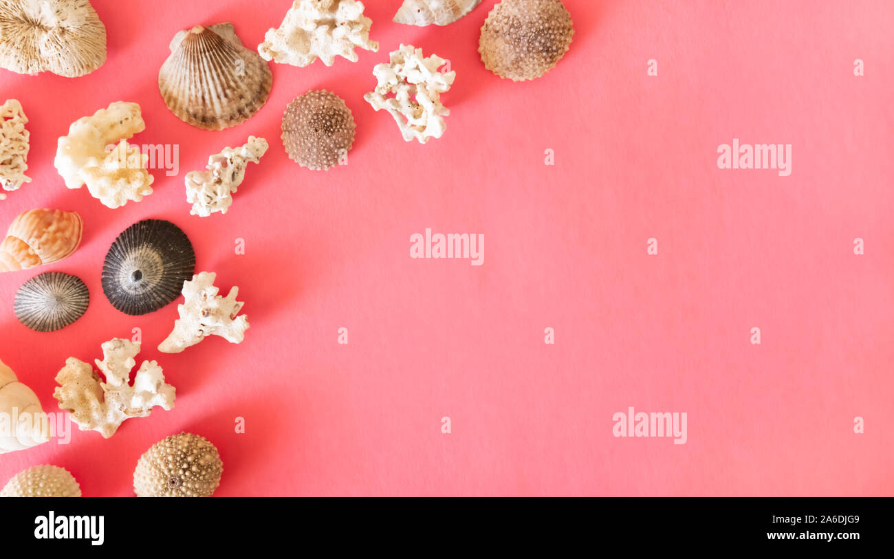 Sea shells, mussels and corals background Stock Photo - Alamy