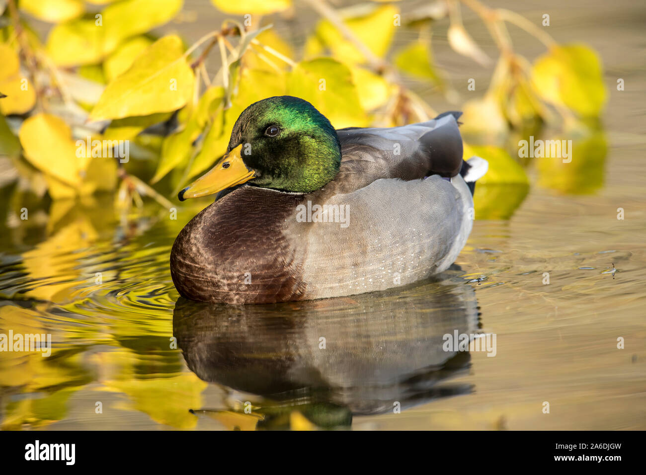 A male mallard duck is in a pond next to yellow leaves at a park in ...