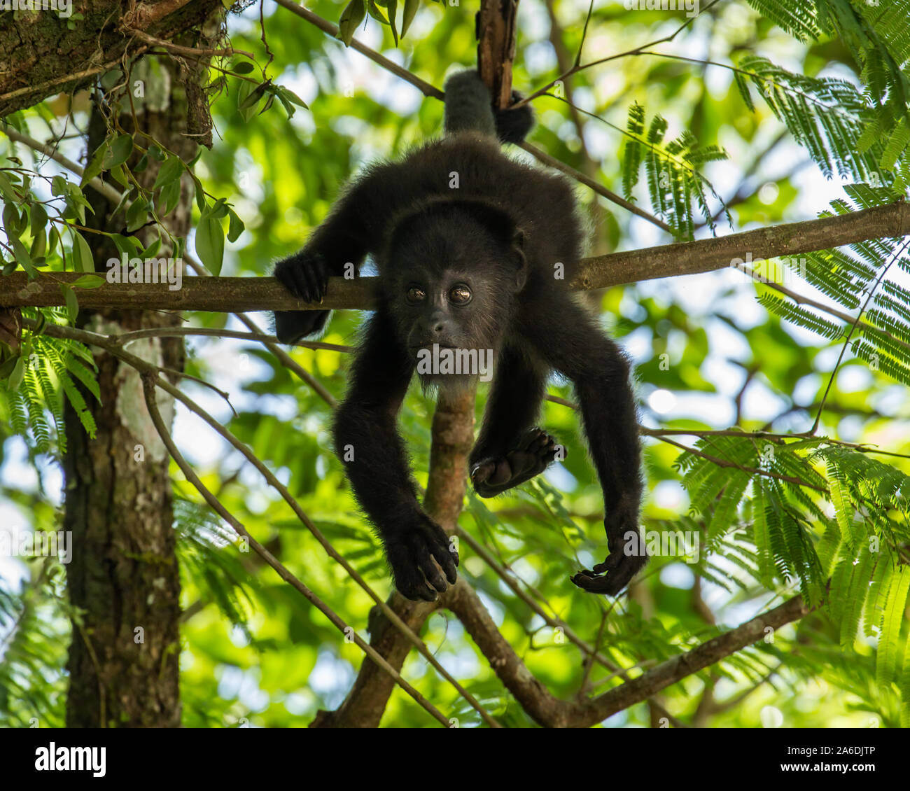 Black howler monkey alouatta pigra hi-res stock photography and images ...