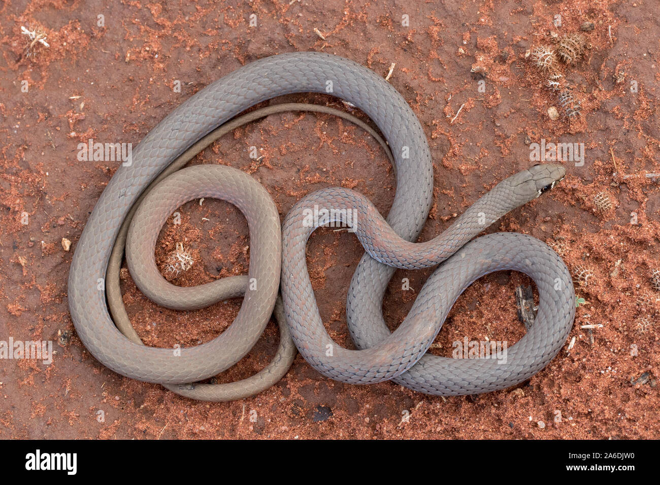 Yellow-faced Whip Snake Stock Photo - Alamy