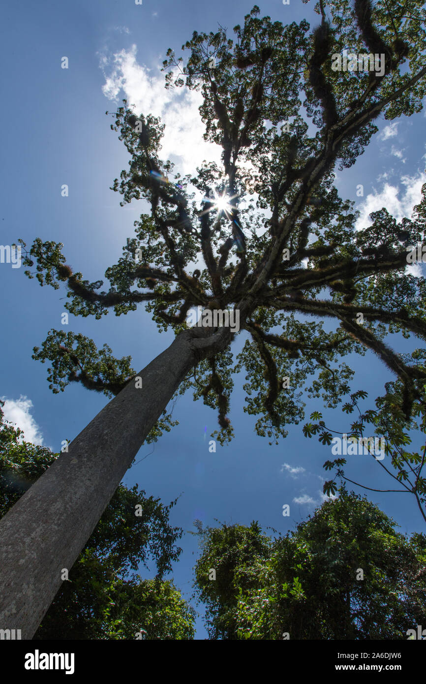 Ceiba or Kapok tree, Ceiba pentandra, in Tikal National Park, Guatemala ...