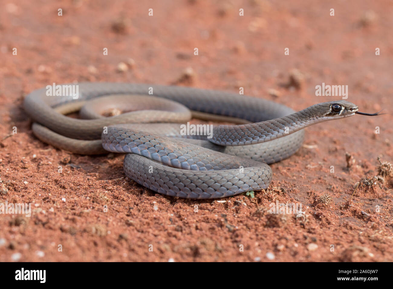 Yellow-faced Whip Snake Stock Photo - Alamy