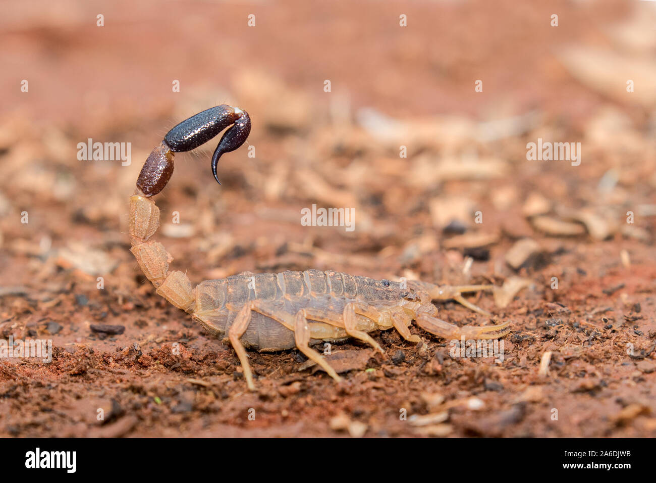 Australian scorpion hi-res stock photography and images - Alamy