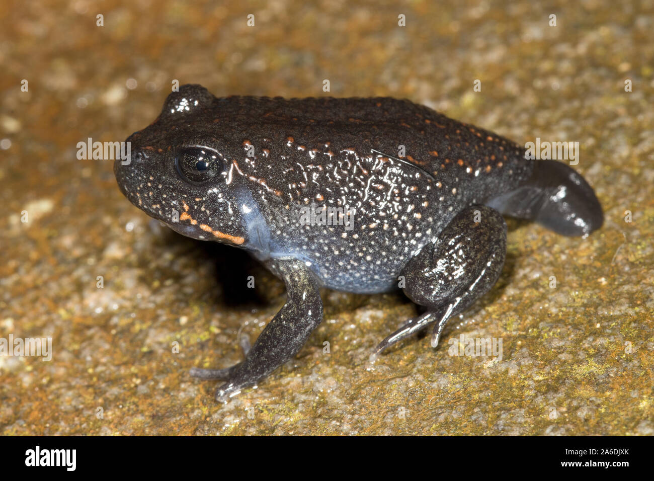 Giant Burrowing Frog changing from tadpole to frog Stock Photo - Alamy