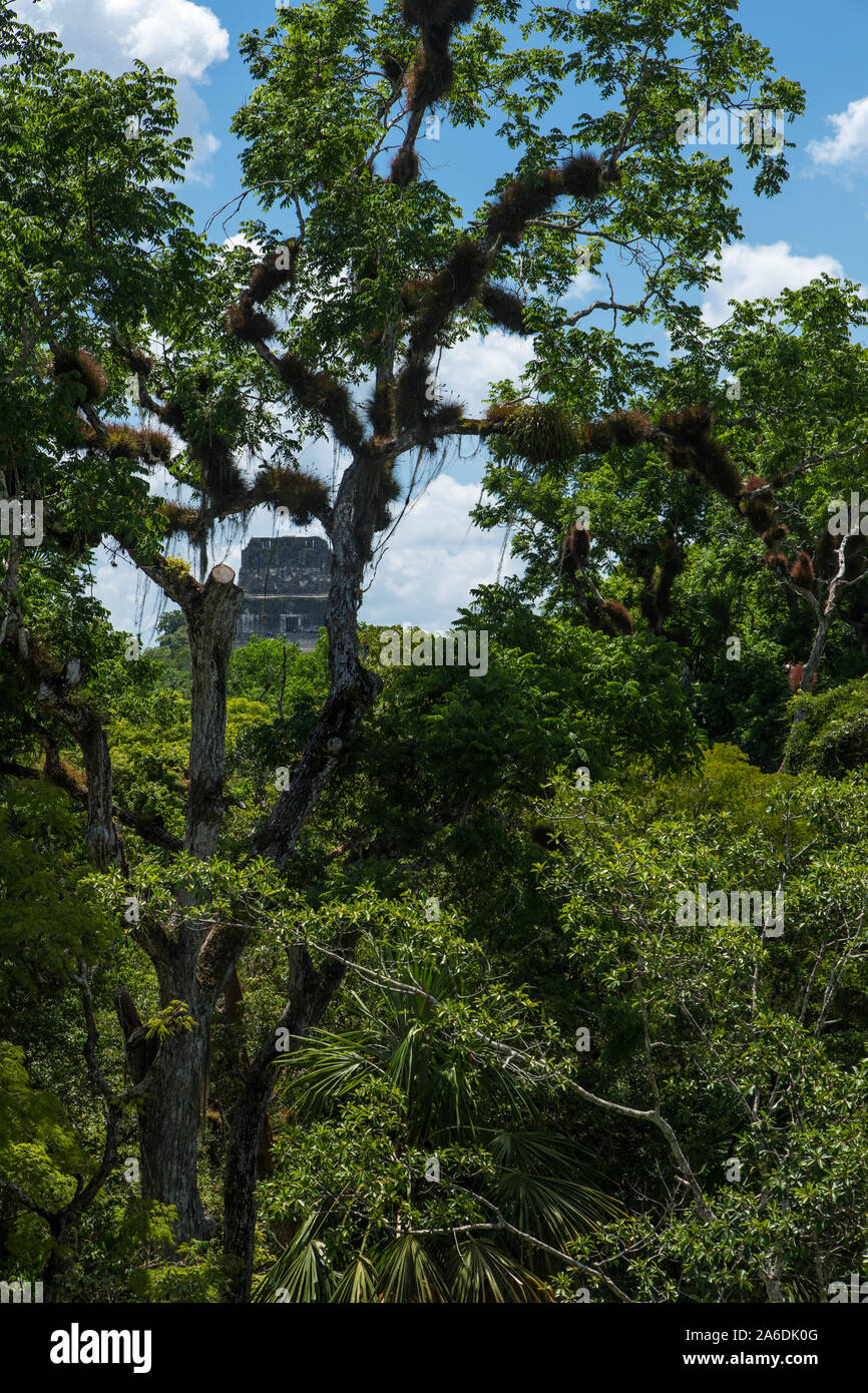 View of the top of Temple IV through the trees at the Mayan ...