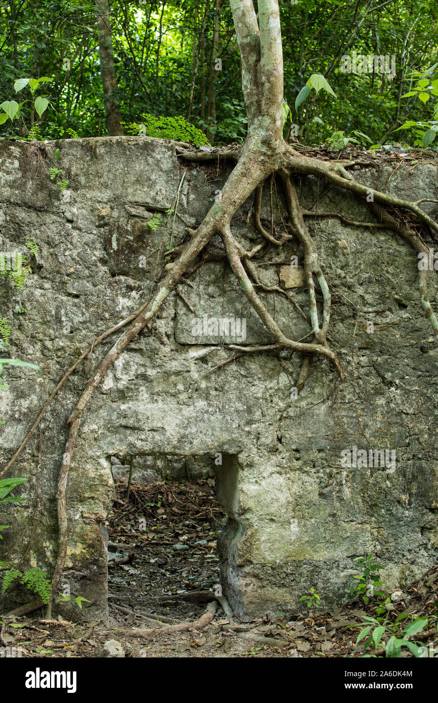 A tree takes root in the Mayan ruins at Tikal National Park, Guatemala ...
