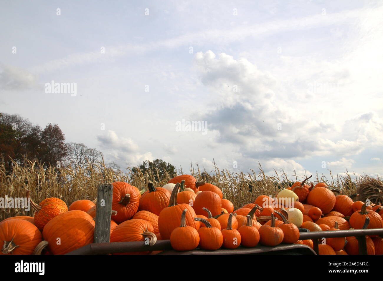 The pumpkins have been harvested and loaded on the trailer Stock Photo ...