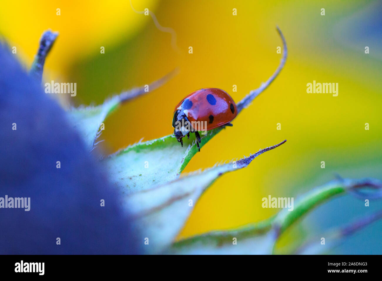 Macro of ladybug on a blade of grass in the morning sun Ladybug - bug ...
