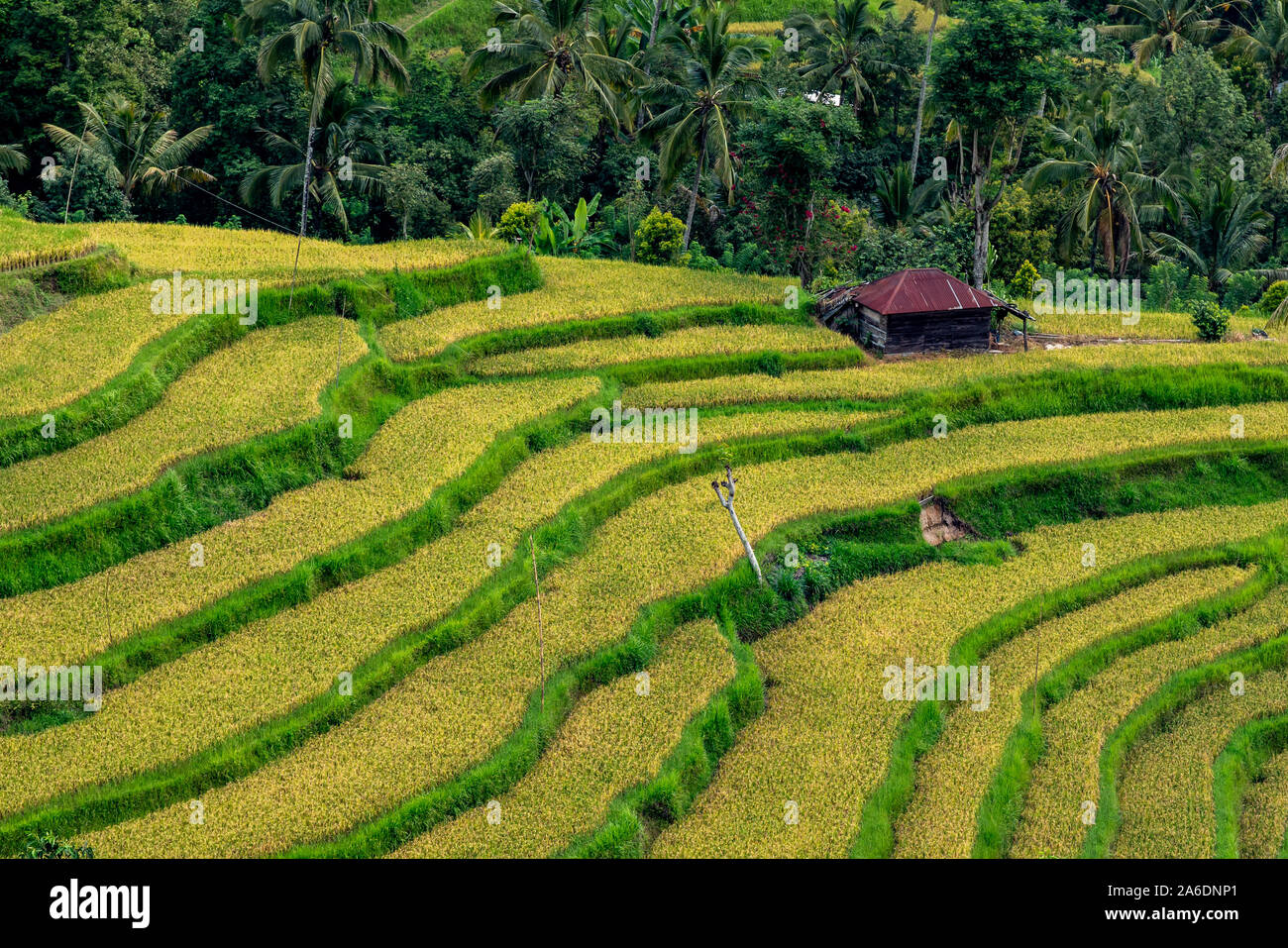 Beautiful terraced rice paddy fields in tropical Bali Stock Photo - Alamy