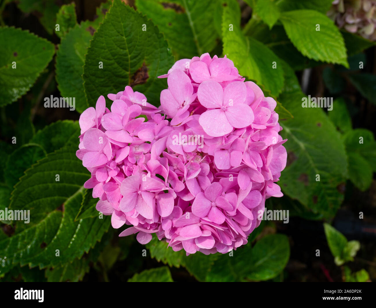 pink flower with heart shape, heart flower with green leaves Stock ...
