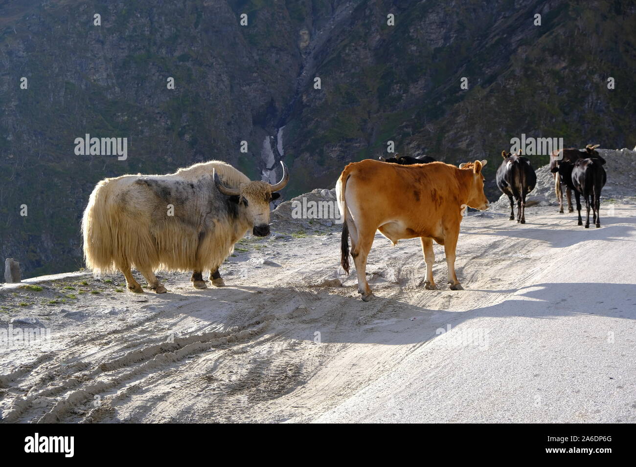 A large white shaggy Yak walks on a road high in the Himalayan ...