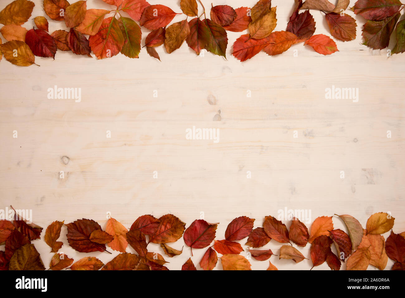 Autumn copy space: angle view of red Virginia creeper (Parthenocissus ...