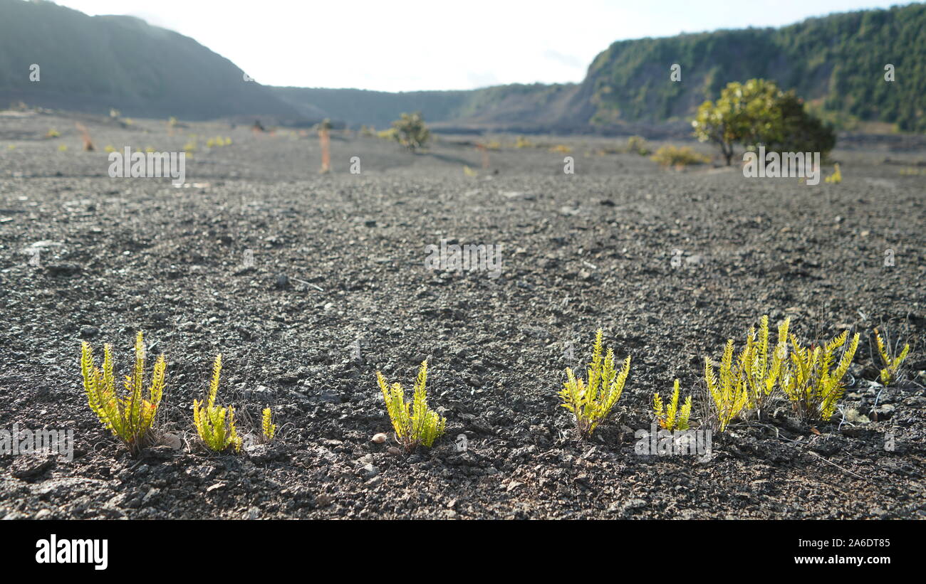 Lava Volcano Plant High Resolution Stock Photography and Images - Alamy