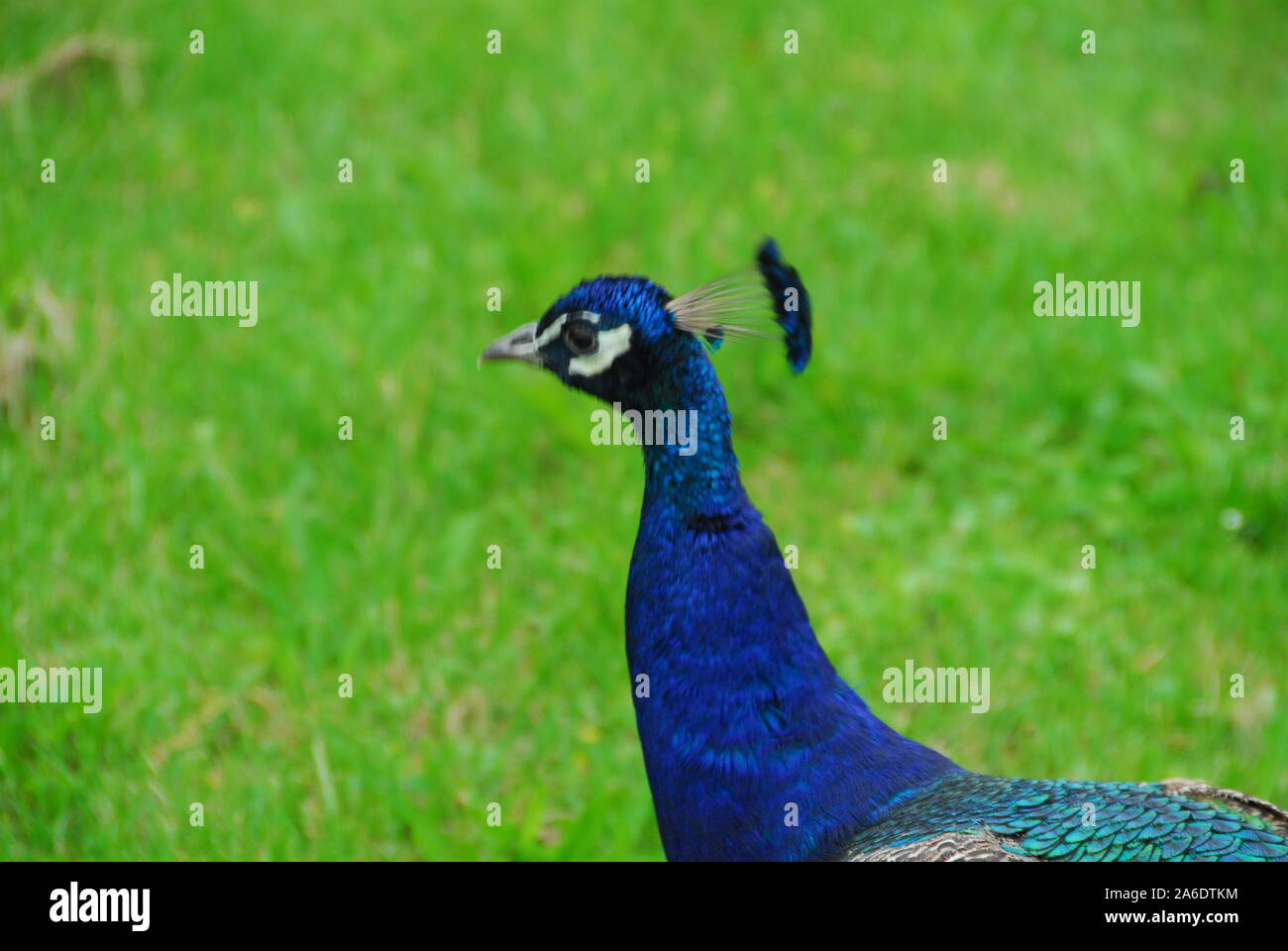 a blue peacock running across the green lawn Stock Photo - Alamy