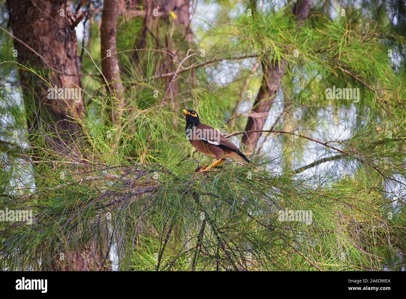 Myna Bird with a yellow beak, Black-brown in Phuket Thailand near ...