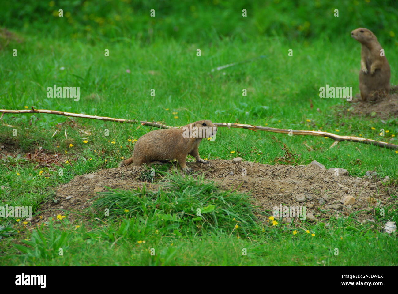 Gopher wood hi-res stock photography and images - Alamy