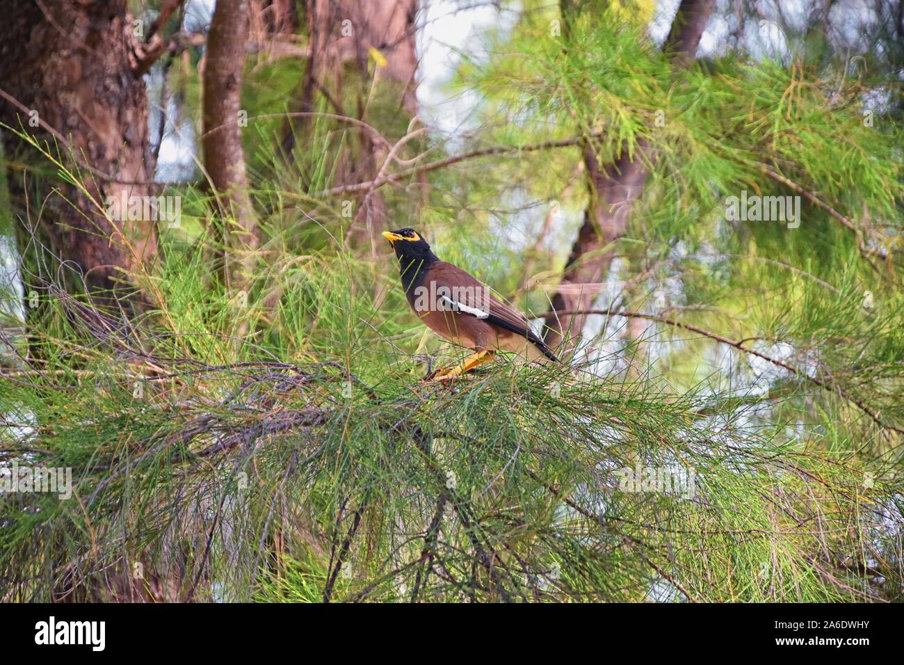 Myna Bird with a yellow beak, Black-brown in Phuket Thailand near ...