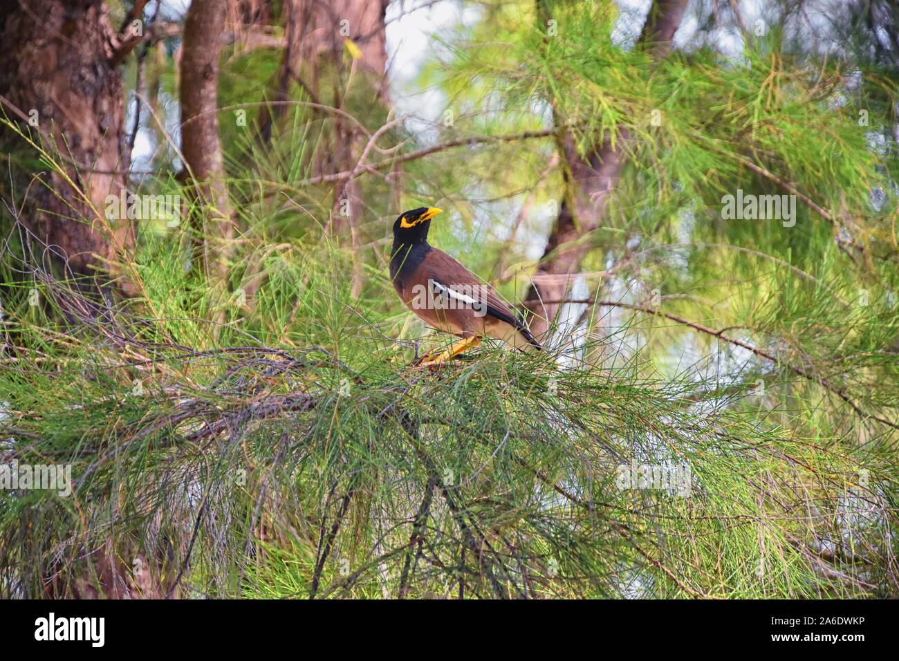 Myna Bird with a yellow beak, Black-brown in Phuket Thailand near ...