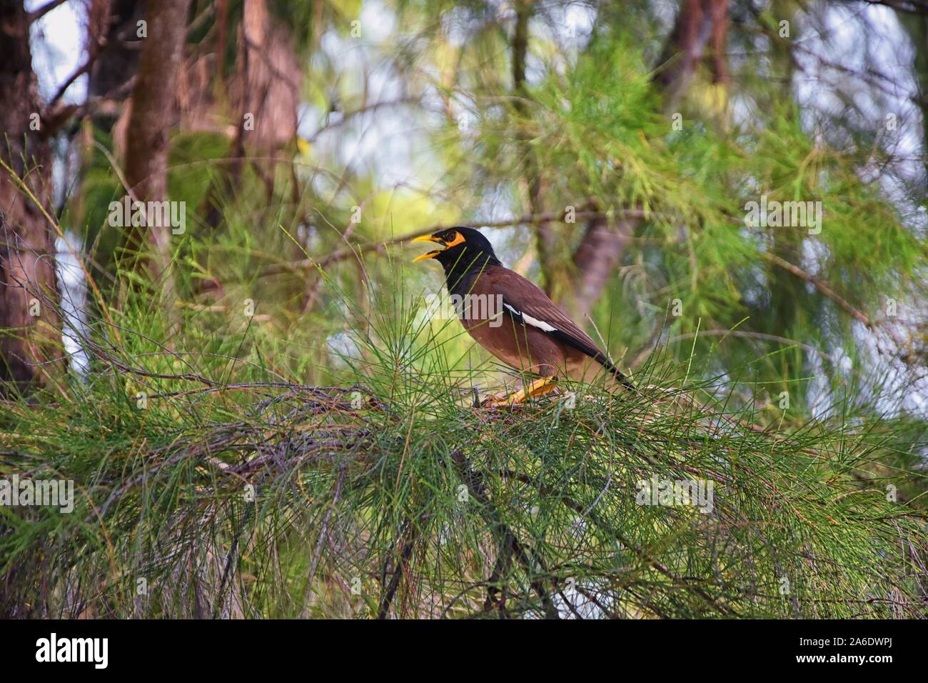 Myna Bird with a yellow beak, Black-brown in Phuket Thailand near ...