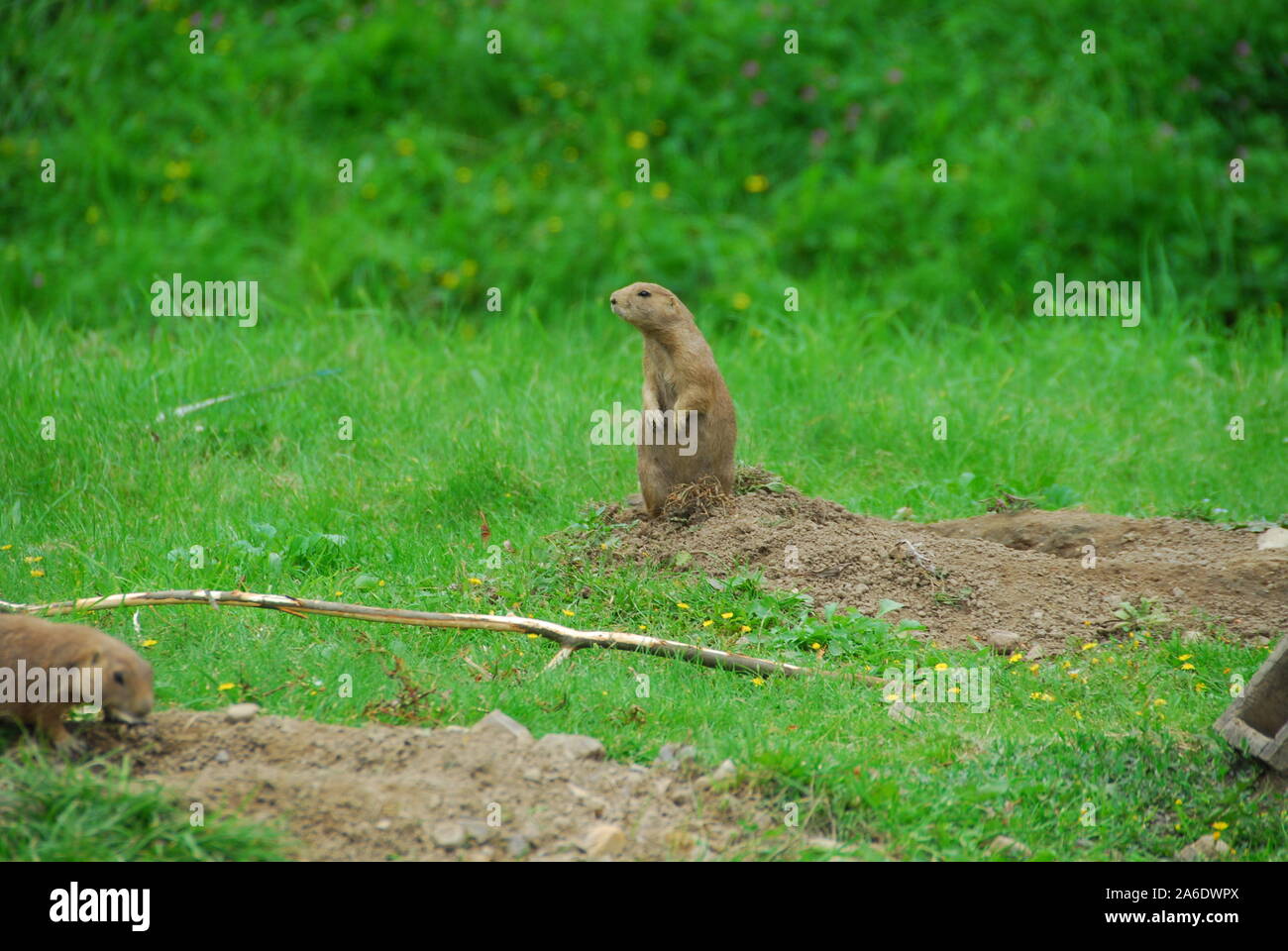 Gopher wood hi-res stock photography and images - Alamy