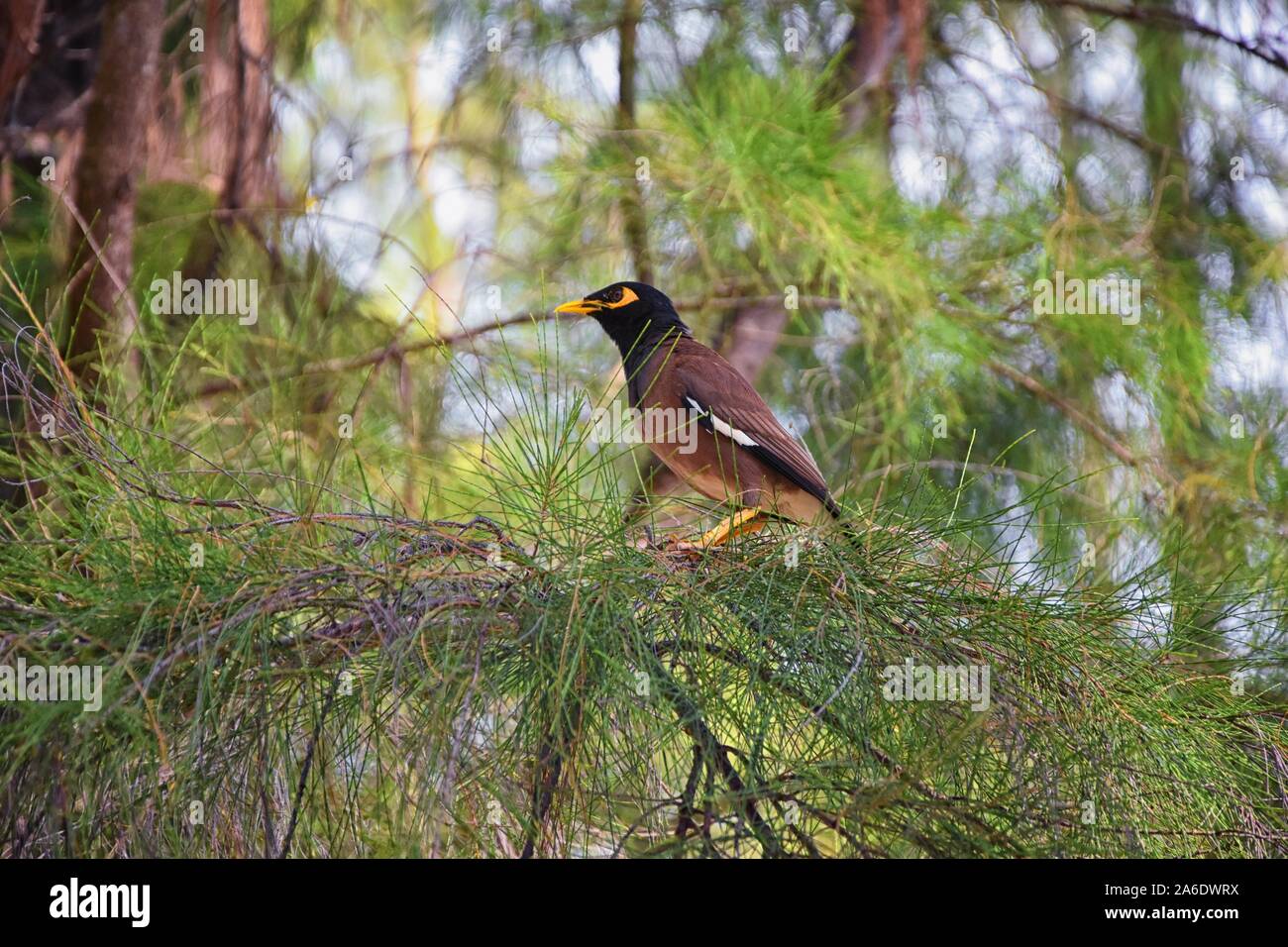 Myna Bird with a yellow beak, Black-brown in Phuket Thailand near ...